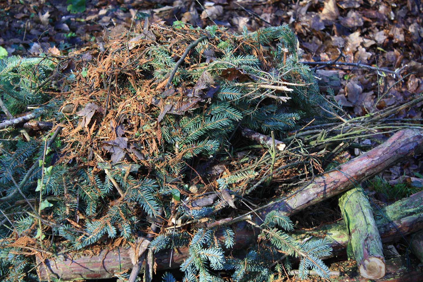 The importance of deadwood - Stag Beetles