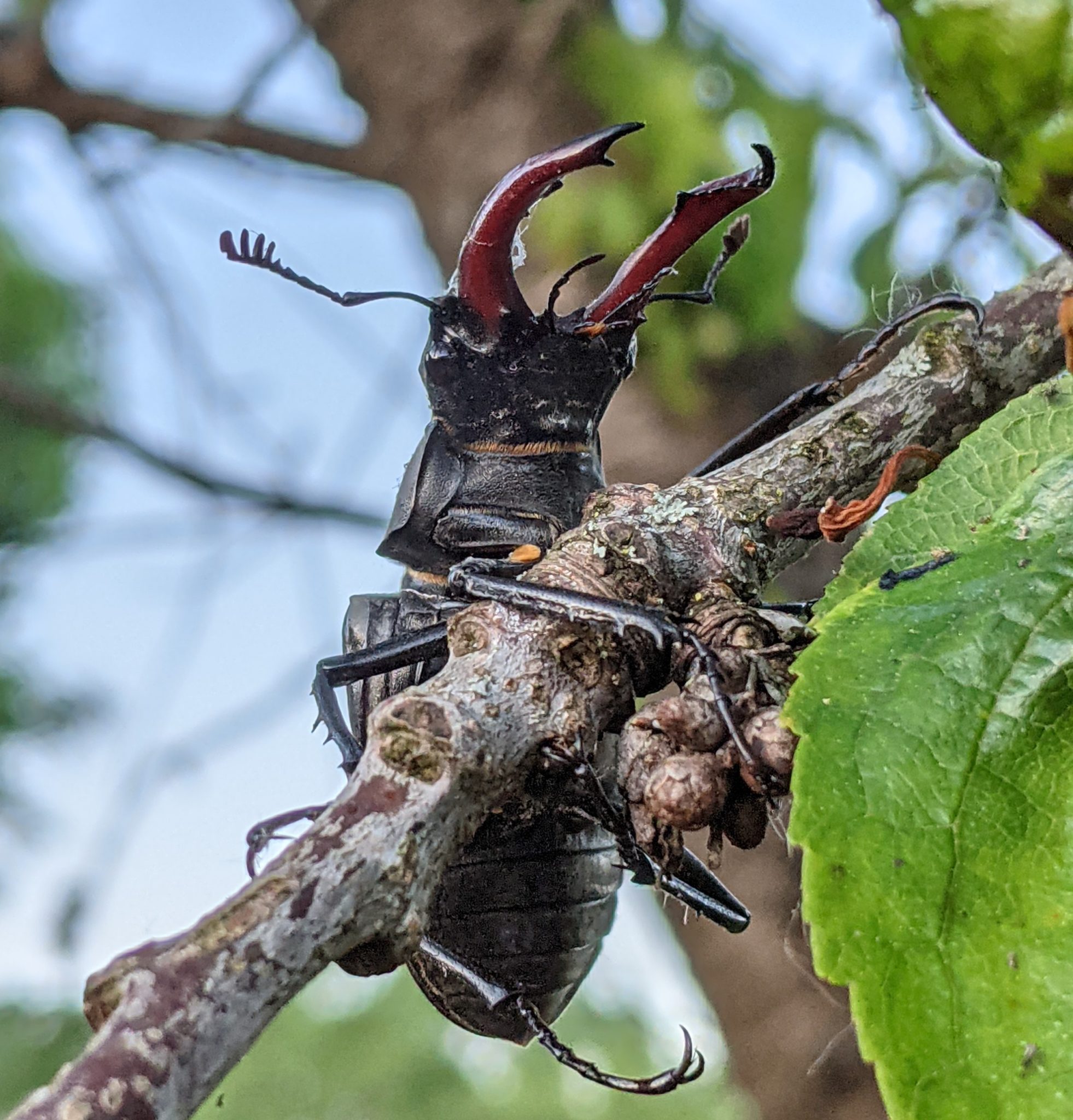Stag beetles in woodlands - Stag Beetles